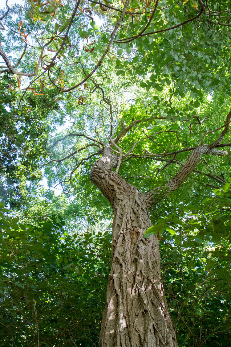 Knotty Alder Hardwood Sample – Hardtwood Custom Woodworks